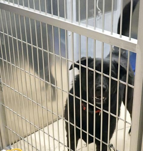 Animal Shelter at capacity with surrendered dogs | Local News ...