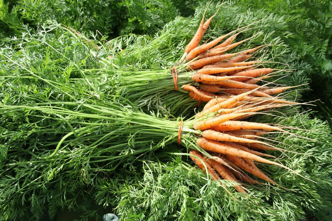 What you need to know for optimal carrot gardening | Gardening ...