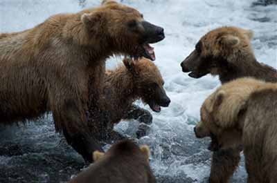 National Geographic show 'wild' for Kodiak bears | Alaska News ...