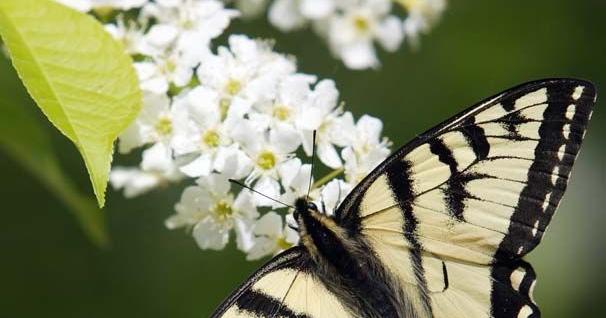 Swallowtails often confused with monarchs in Alaska | Outdoors ...