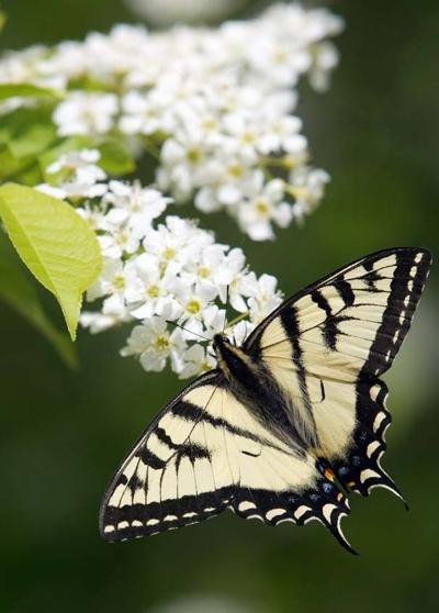 Swallowtails often confused with monarchs in Alaska | Outdoors ...