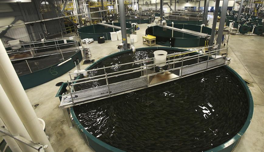 Hatchery readies for spring stocking, among Interior Alaska's largest ...
