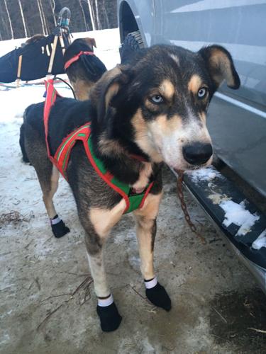 Two Rivers Mushers Association kicks off winter solstice with race ...