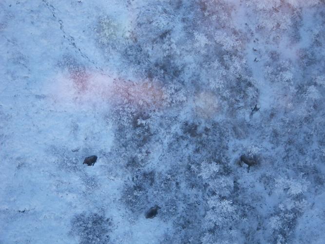 Less-reliable fall snow makes Alaska moose population surveys more ...