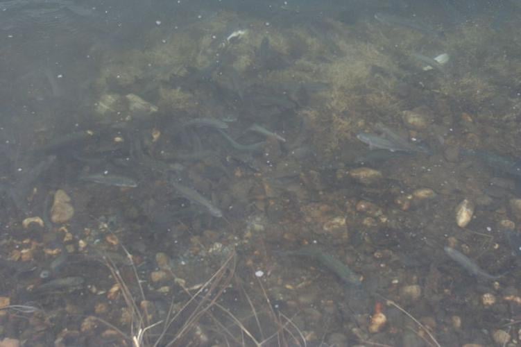 ADFG stocking Alaska lakes, ponds with fish from Ruth Burnett Sport ...