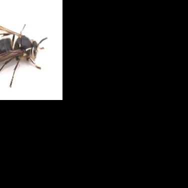 Museum of the North insect curator takes on the world of bugs ...