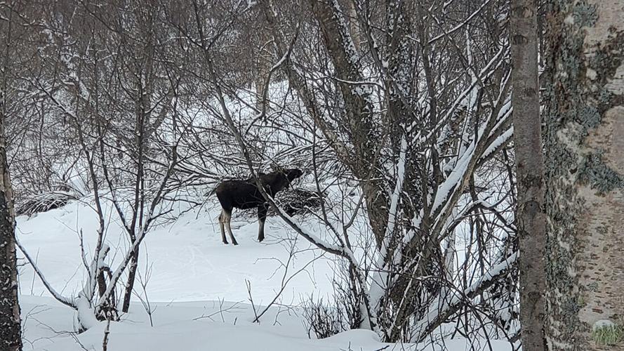 Less-reliable fall snow makes Alaska moose population surveys more ...