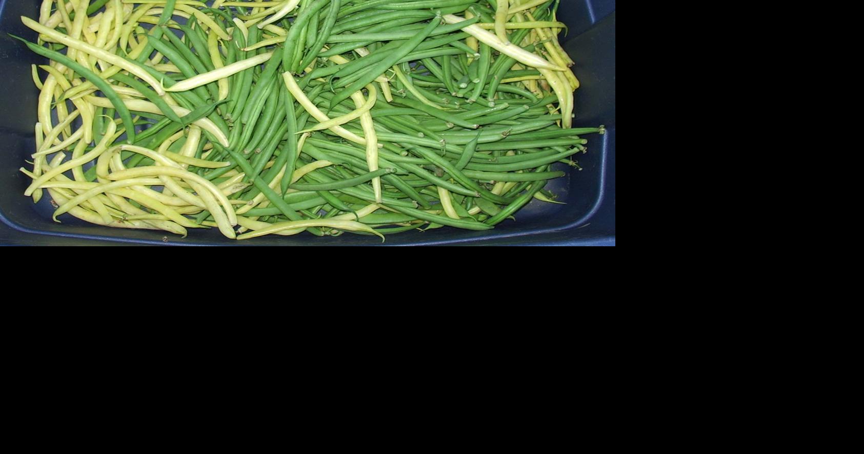 Beans, beans, beans! Know which varieties are the best for Alaska ...