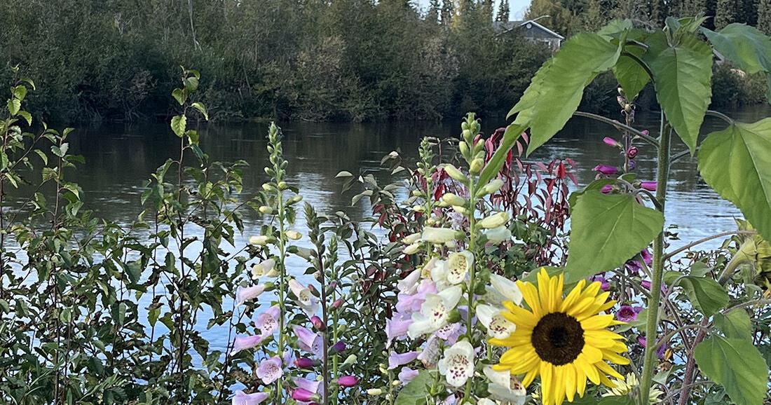 Flowers along Chena River | Sundays | newsminer.com