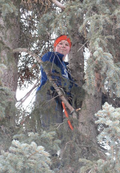 Remembering the tree that survived generations | In The Bush ...