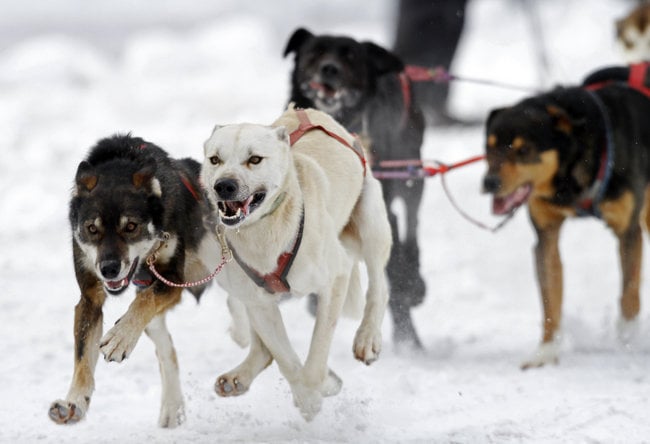 Fairbanks a mecca for dog mushing, the Alaska state sport | Visitors ...