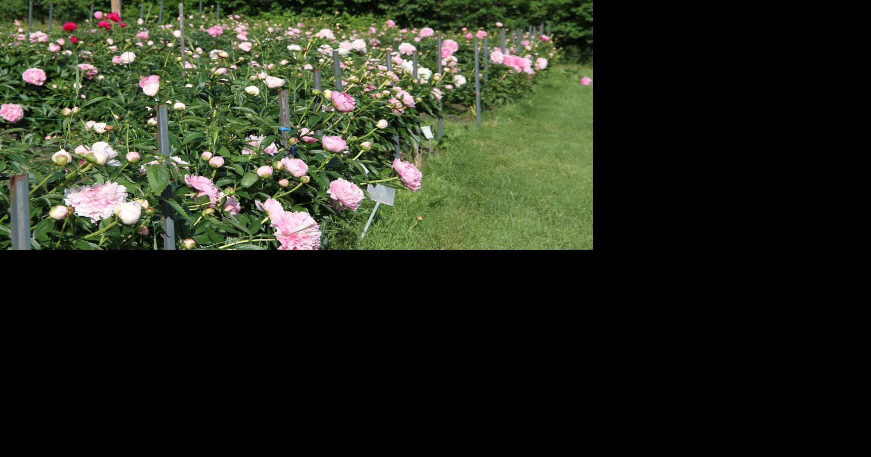 Over-promotion of peony farming leads to mixed success | Gardening ...