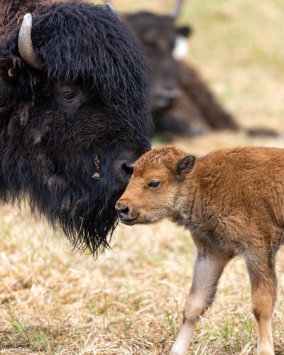 Baby bison makes 51 and counting | Outdoors | newsminer.com