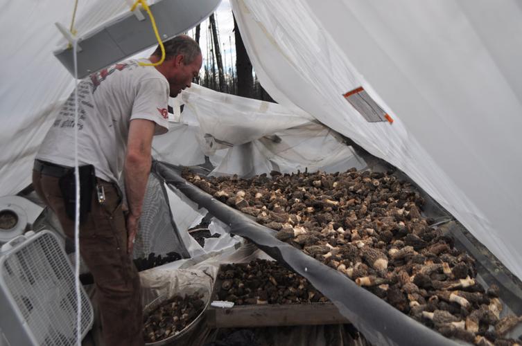 Entrepreneur hopes to sell Alaska’s abundant morels Outside | Outdoors ...