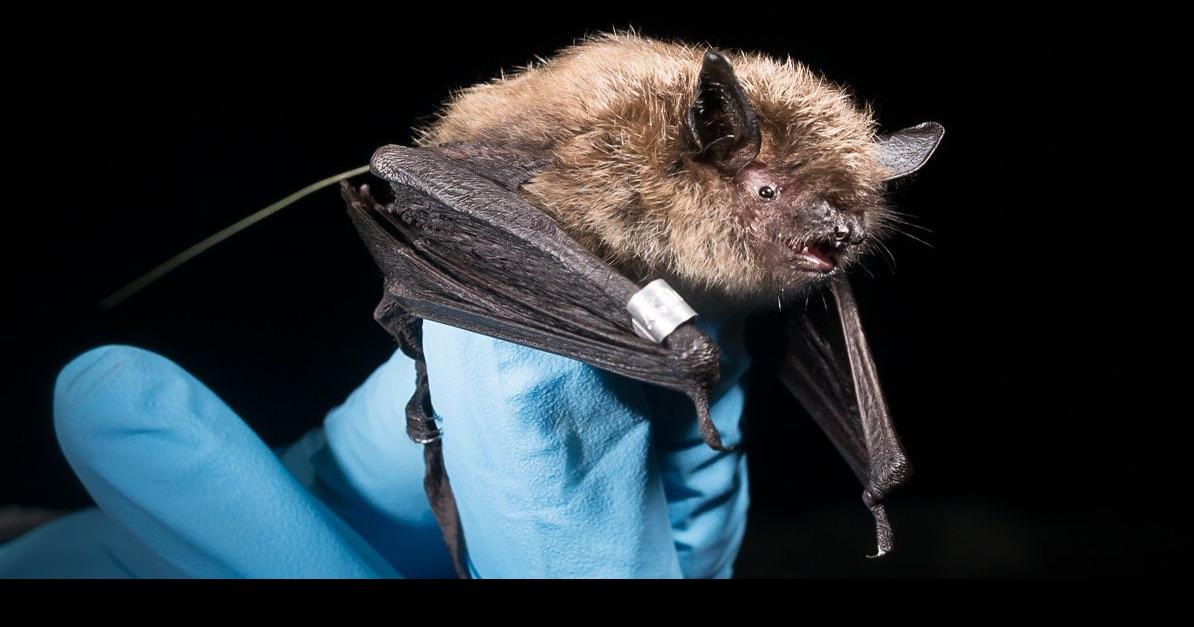 Yuma Myotis: Alaska's new bat | Outdoors | newsminer.com