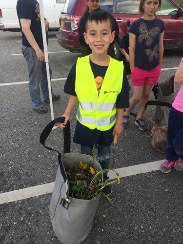 Volunteers dig up and dispose of invasive dandelions in Denali National ...