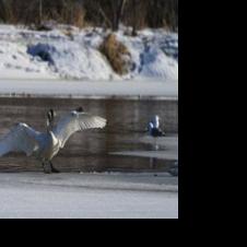 Alaska Daily Life | Featured | newsminer.com