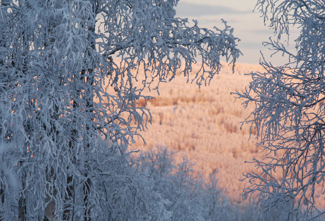 November ice storm could put trees in Alaska in peril for years | Local ...