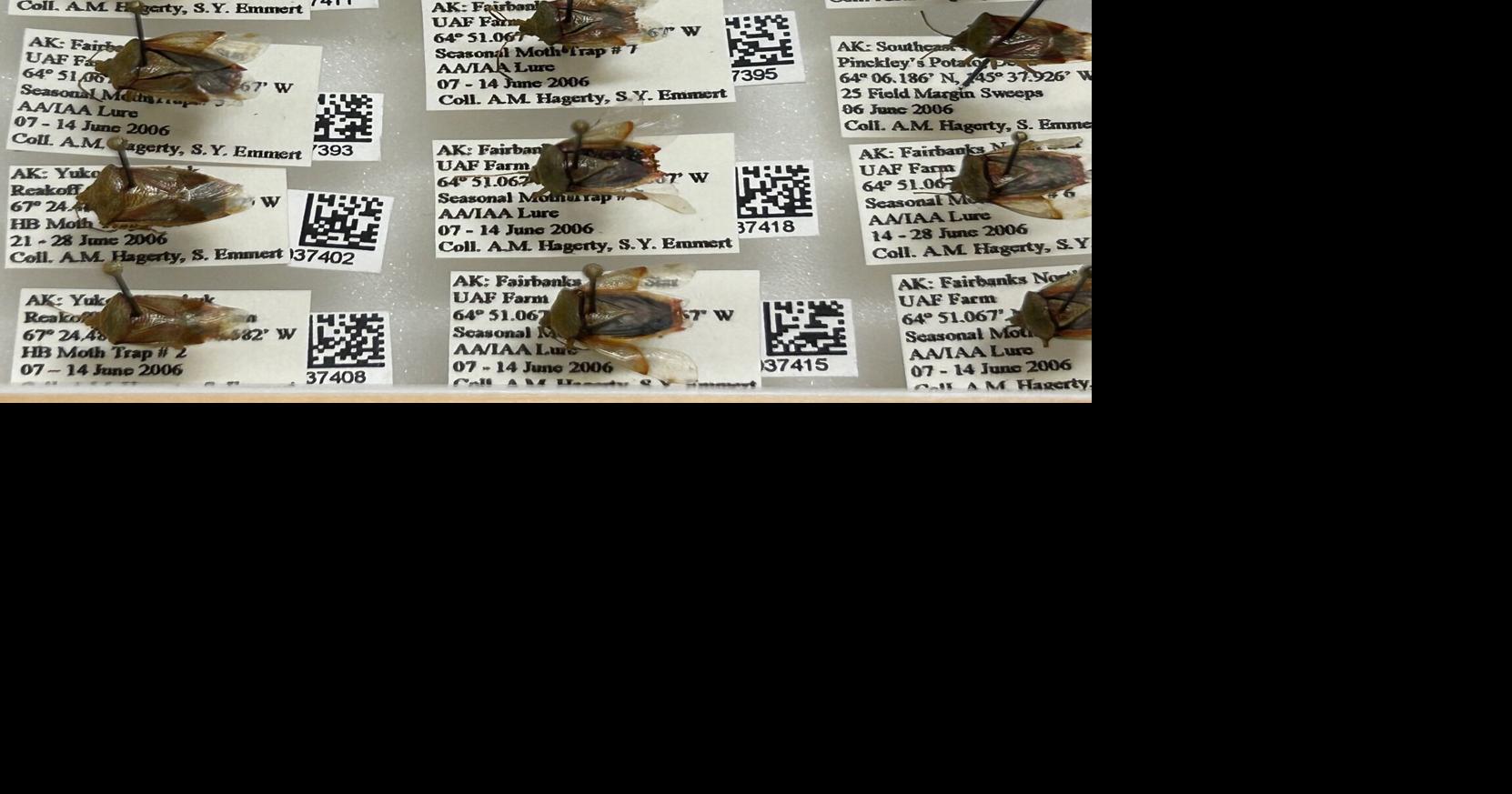 Our large army of little green shield bugs comes and goes | Alaska ...