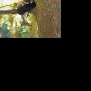 Review: Salmon in the trees, or how salmon helped build an Alaska ...