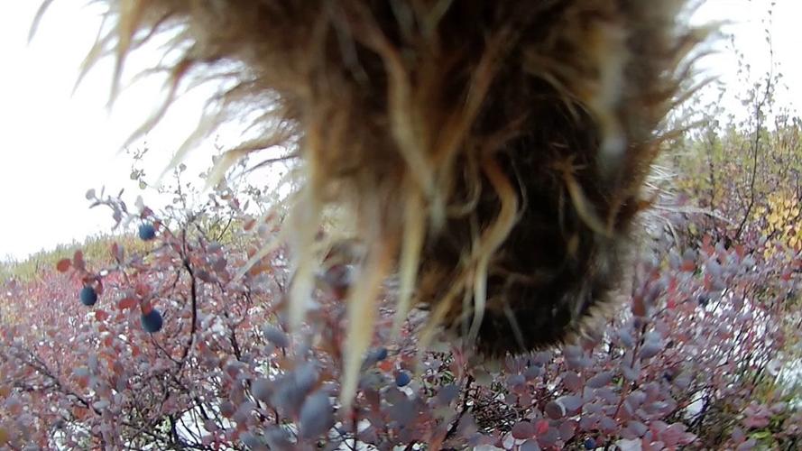 bears without their fur