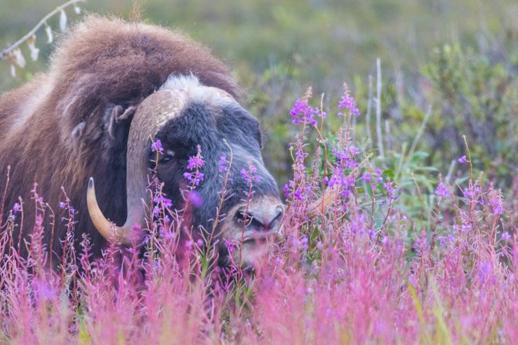 Mark Lindberg shoots caribou photos for his new book | Outdoors ...