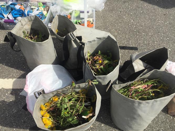 Volunteers dig up and dispose of invasive dandelions in Denali National ...