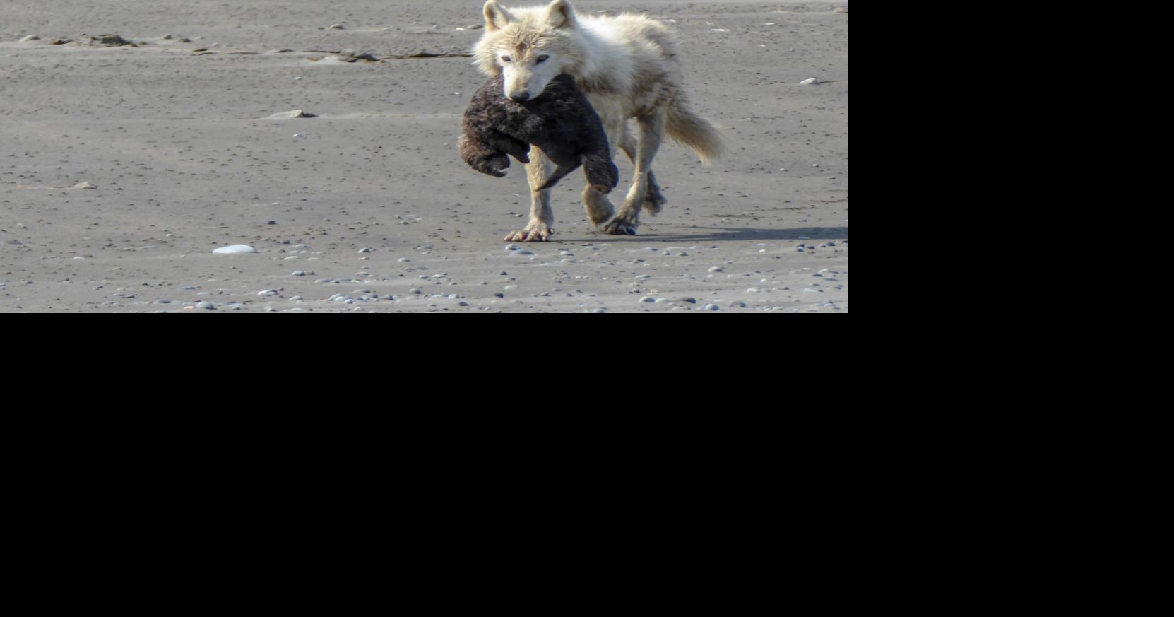 Unusual diet: Wolves in Southeast found to have developed taste for sea ...