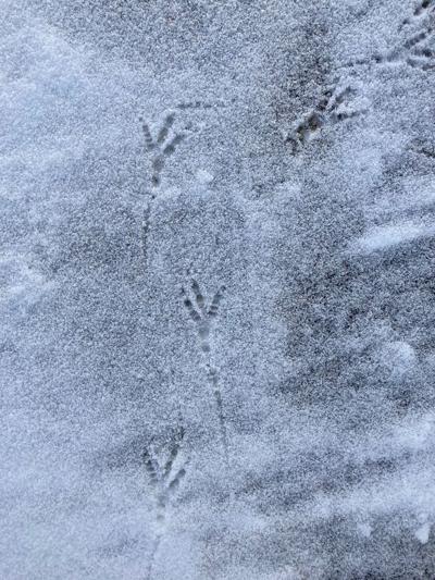 The raven whisperer | Local News | newsminer.com