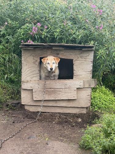 Straw For Dogs provides shelter for pet dogs | Kris Capps | newsminer.com