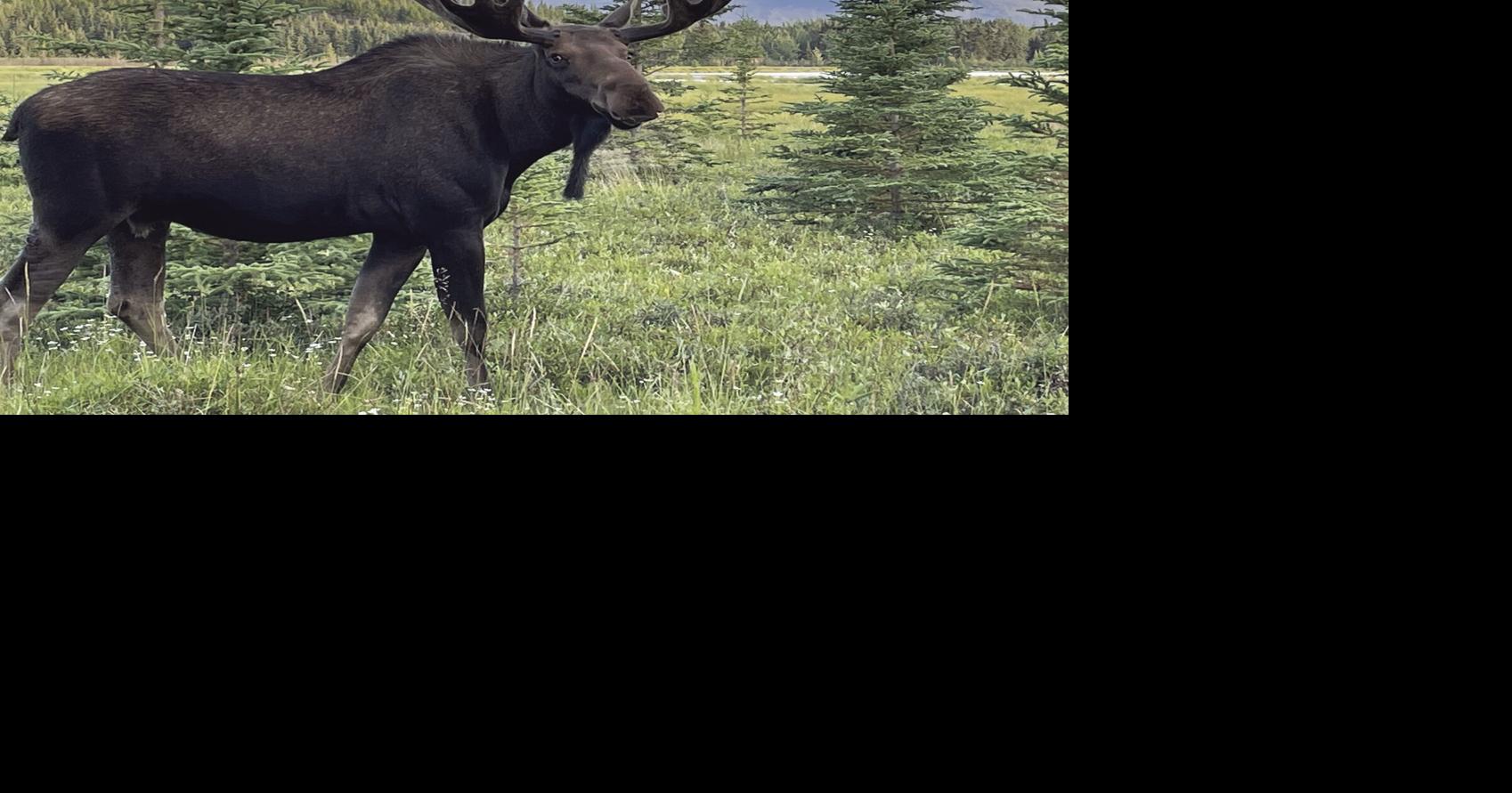 First confirmed case of moose with rabies in North American found in ...