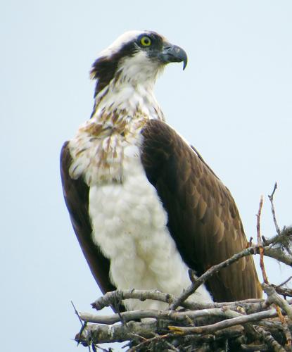 Osprey | Photo Of The Day | newsminer.com