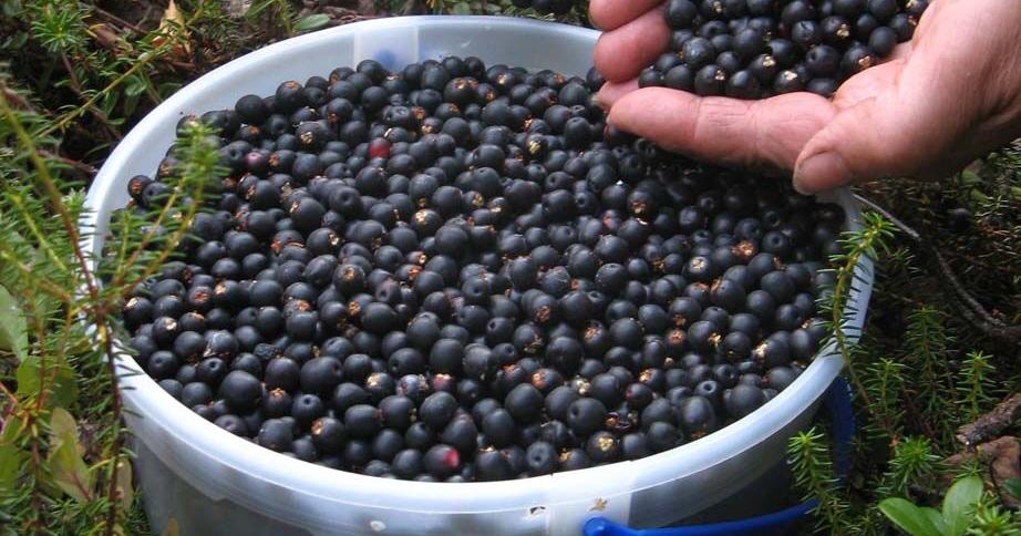 Changing climate could impact Alaska berry growth | Local News ...