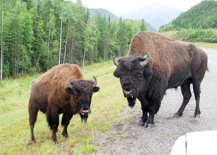 40 wood bison arrive in Fairbanks, destined for the Lower Innoko-Yukon ...