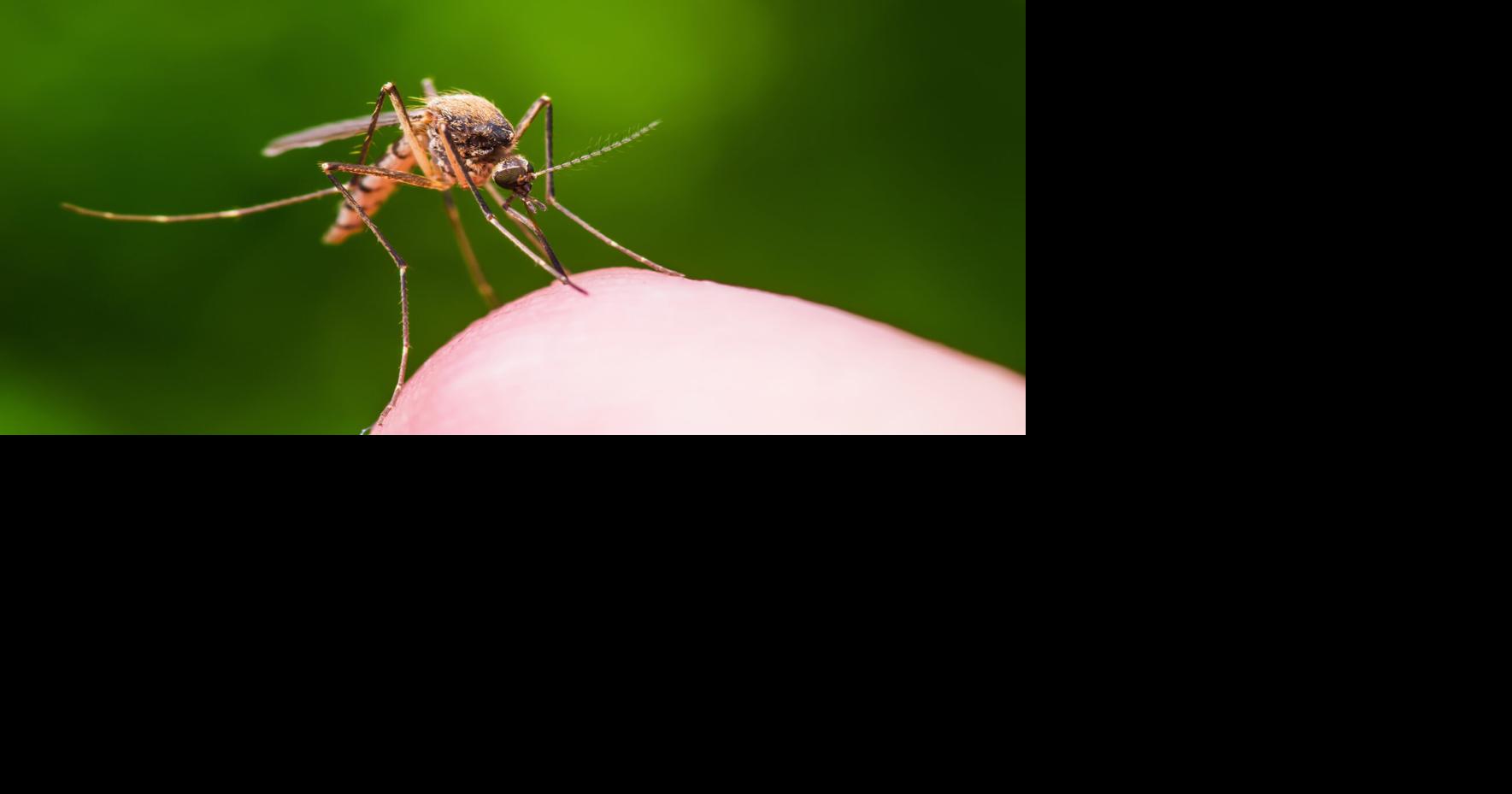 The bane of Alaska summers and the battle for its end | Community ...