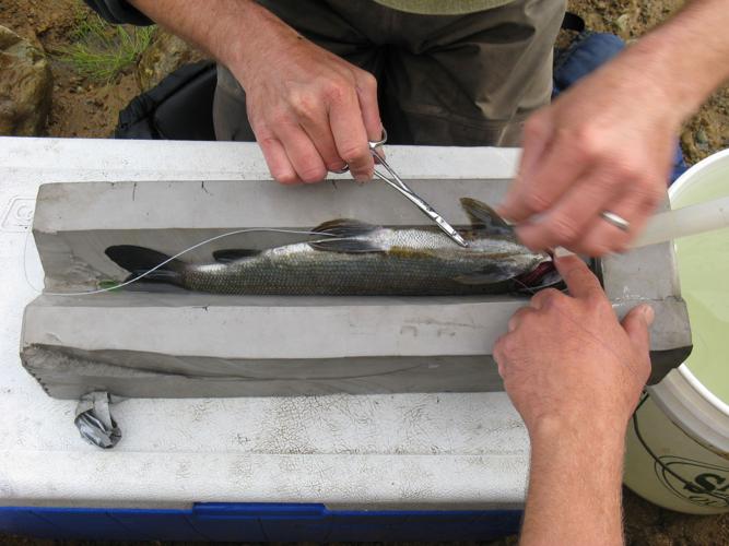 Abducted grayling forced to reveal secrets | Outdoors | newsminer.com