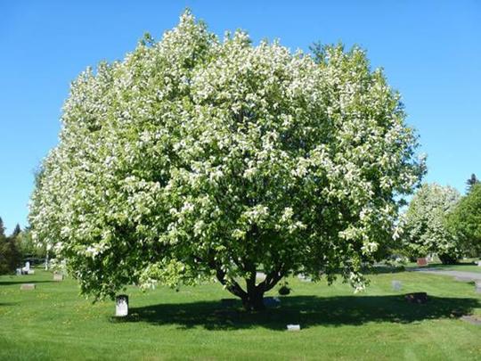 Grants available to help control chokecherry trees in Alaska | Outdoors ...