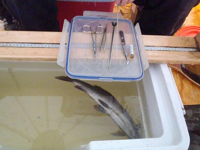 Abducted grayling forced to reveal secrets | Outdoors | newsminer.com