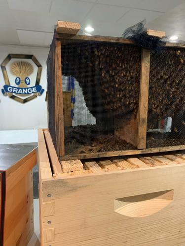 Something's abuzz in North Pole; First it was bee removal at North Pole ...