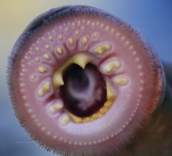 Biologist sees shower of lampreys in Fairbanks as an opportunity for ...