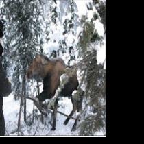Breakaway snares allow moose to escape, but still kill wolves ...