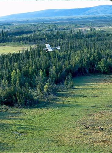 Unit 20A: The most intensively studied and managed moose population in ...