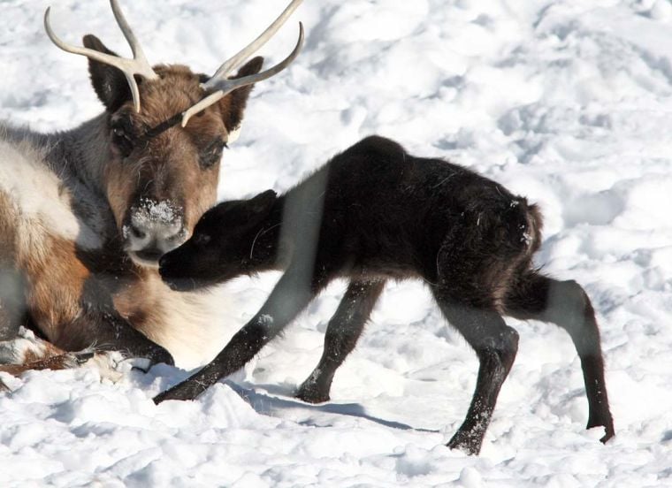 University of Alaska Fairbanks Experiment Farm welcomes new reindeer ...