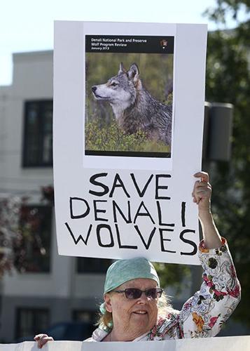 Protesters want governor to protect Denali wolves from hunting | Local ...
