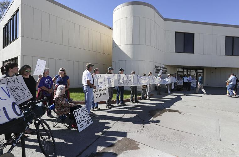 Protesters want governor to protect Denali wolves from hunting | Local ...