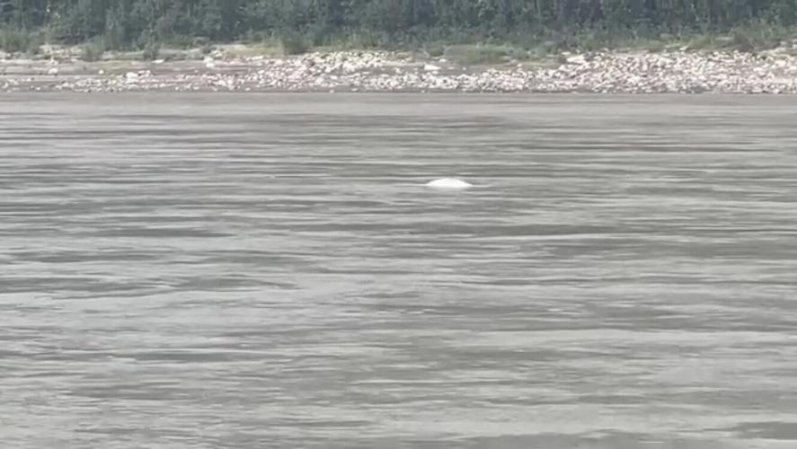 Lone beluga whale spotted on Yukon River near Tanana | Local News ...