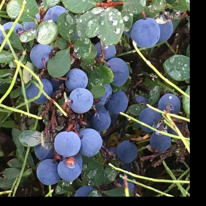 The berry best: An Alaska blueberry primer | Gardening | newsminer.com