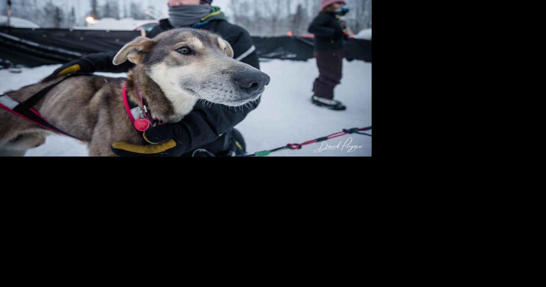 Final two mushers cross finish line to end Iditarod 2021 | Mushing ...