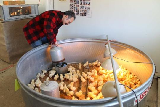 The scoop on the coop: Knowing your chickens | Alaska Grown | newsminer.com