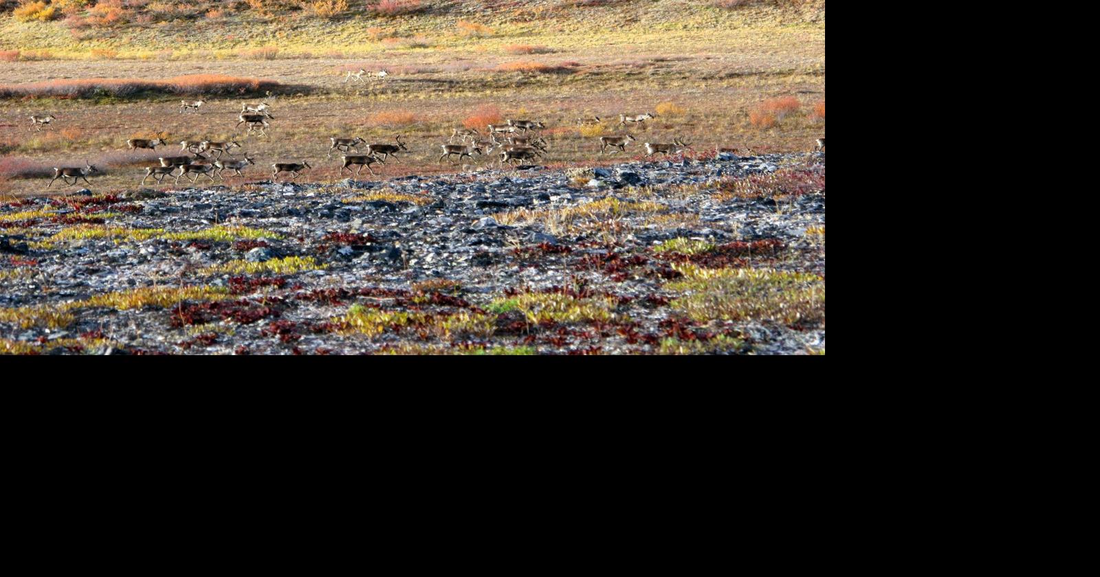 As the climate changes, trees are spreading across the tundra ...